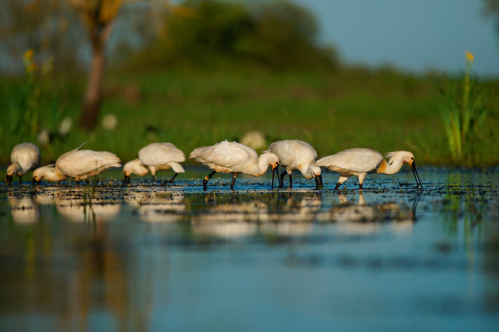 Top 15 des oiseaux visibles sur le Lac de Grand-Lieu - Lac de Grand Lieu